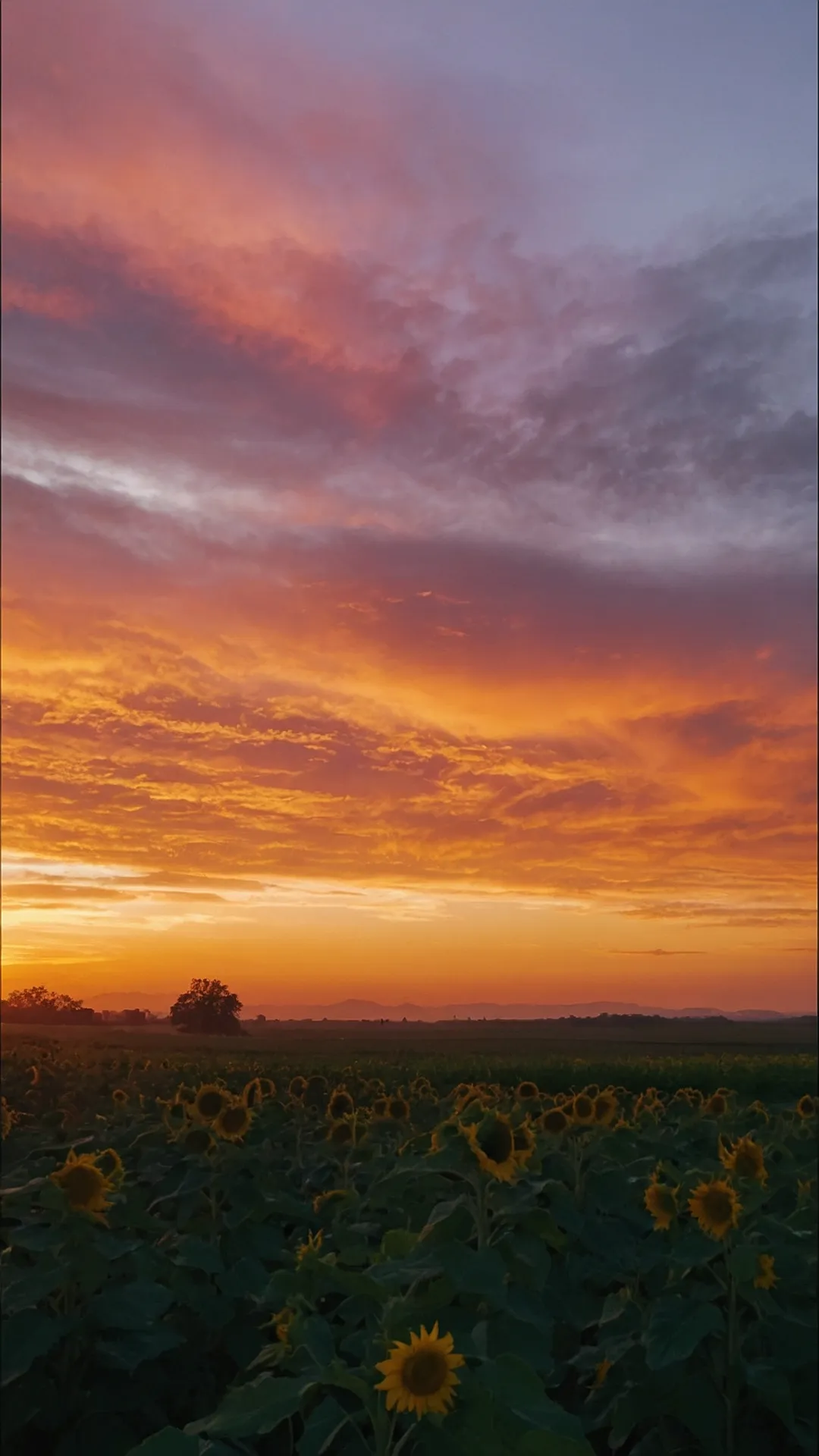 Light Up Your Life: 15 Sunset Wallpaper Ideas to Try Now! – Cheerful Talks