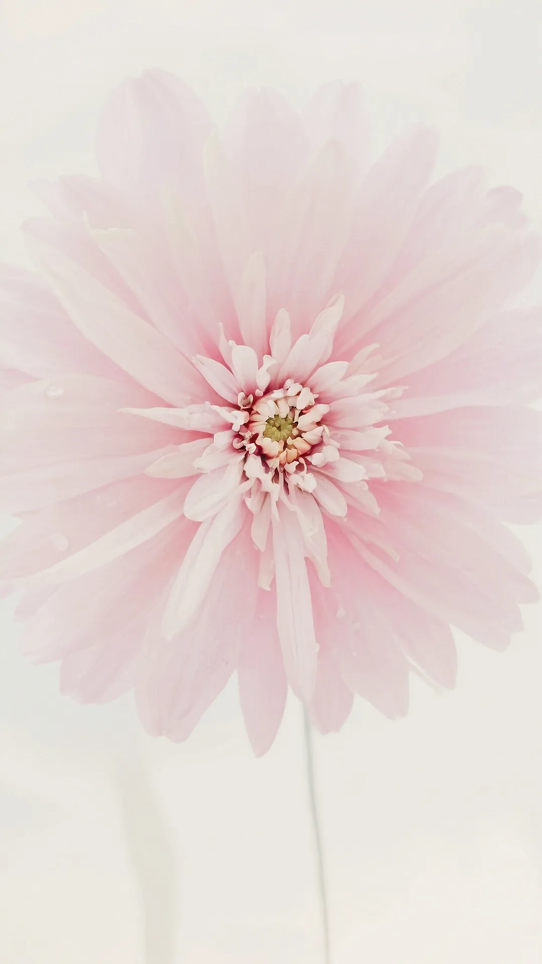 20 Adorably Soft Pink Aesthetic Wallpapers to Elevate Your Lockscreen ...