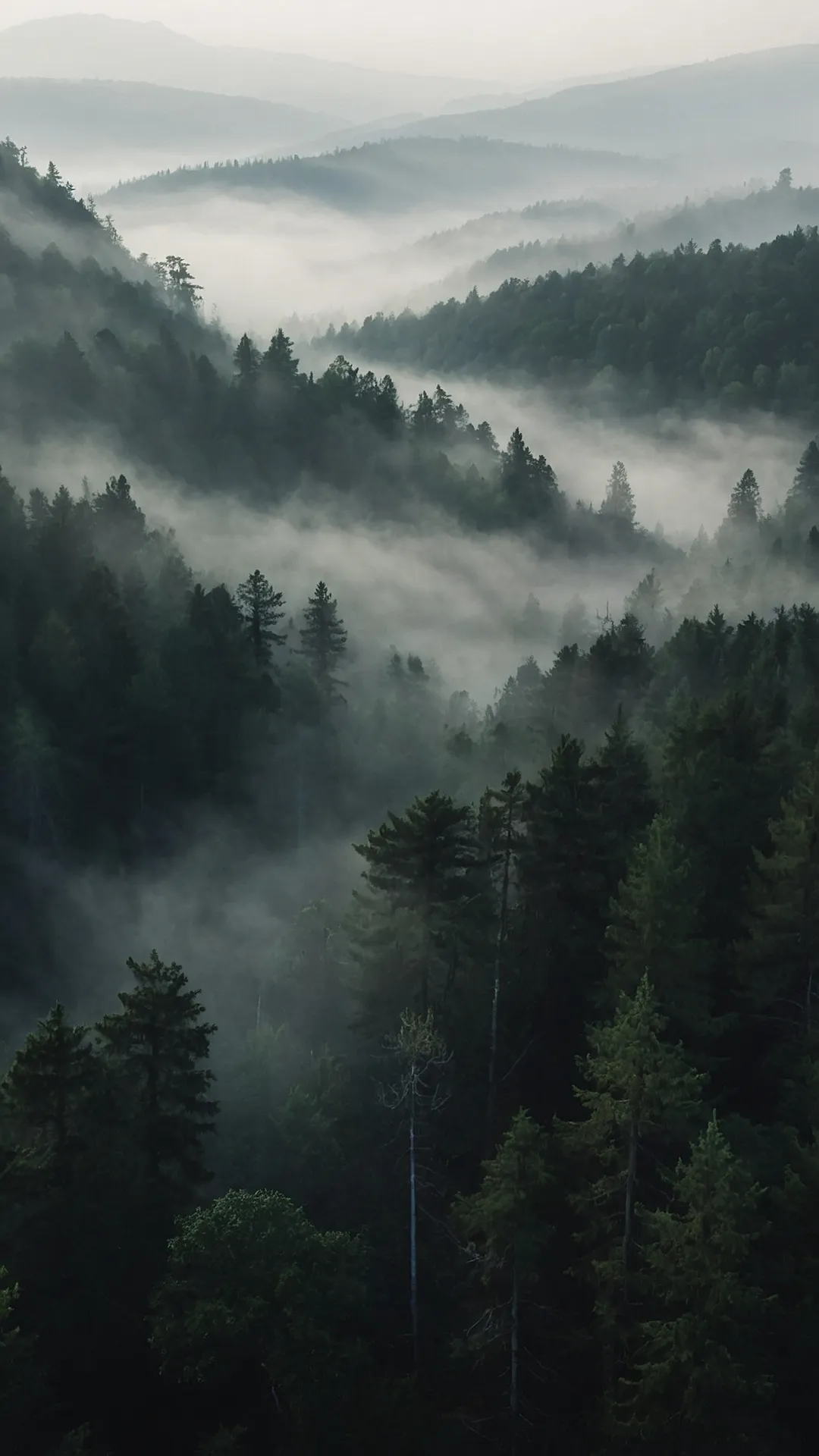 15 Misty Forest Wallpapers to Transform Your Home Into a Nature Retreat ...
